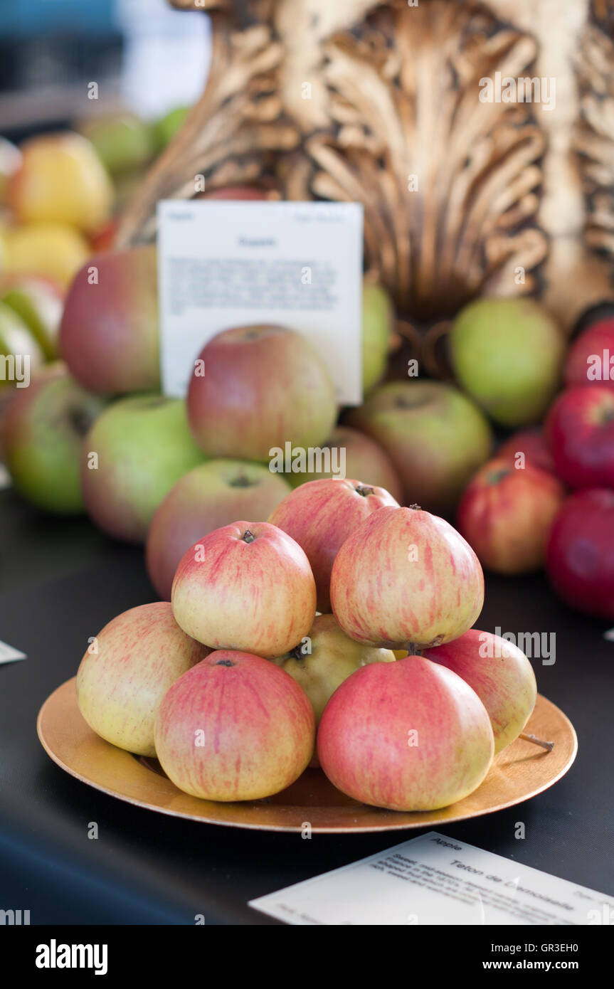 A display of prize winning apples Stock Photo - Alamy