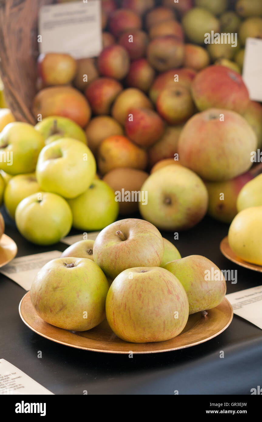 A display of prize winning apples Stock Photo - Alamy