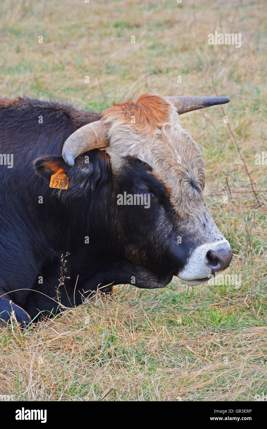 Bull in pasture Livradois-Forez Auvergne France Stock Photo - Alamy