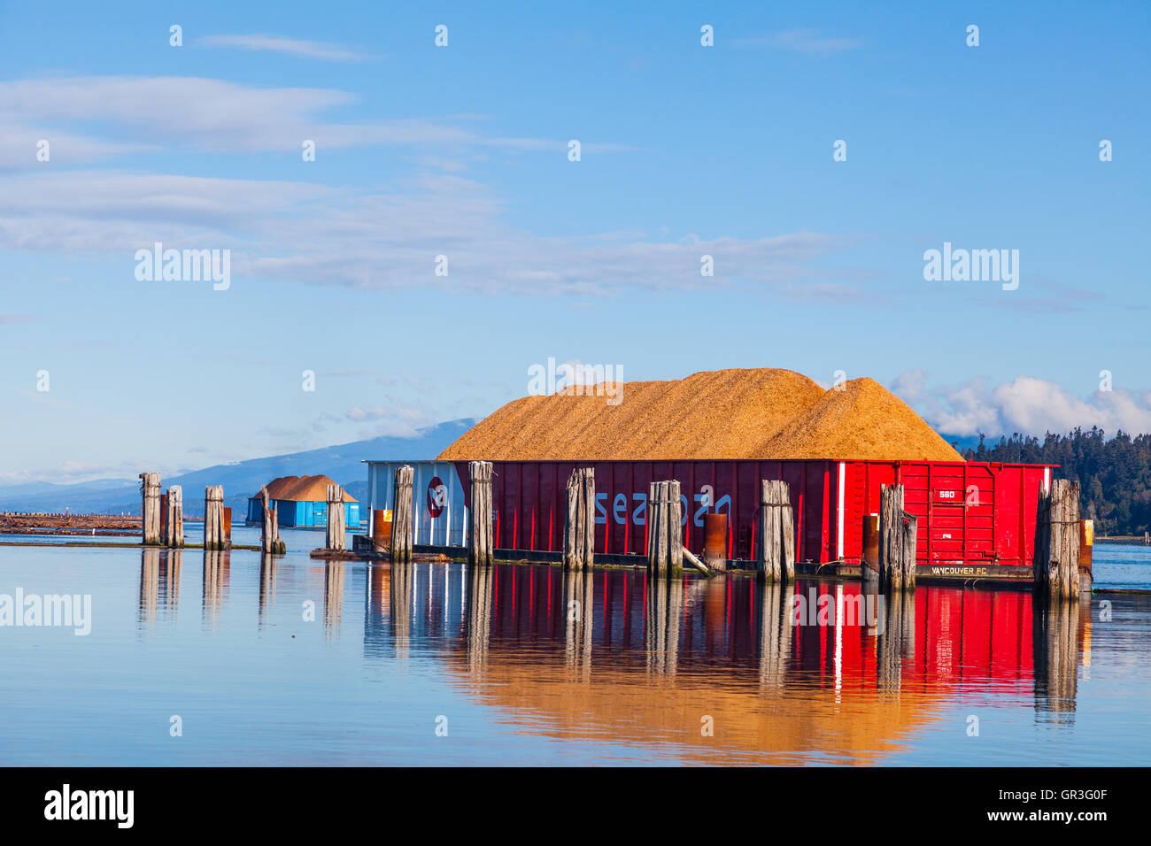 Fully loaded barge of wood fibre tied to pilings in the Fraser River ...
