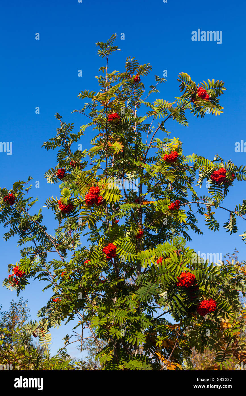 Mountain Ash tree with red berries against a blue sky Stock Photo - Alamy