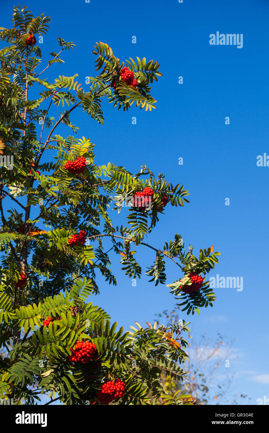 Mountain ash tree hi-res stock photography and images - Alamy