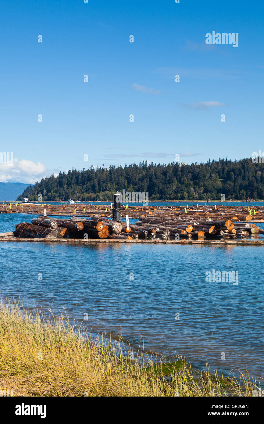 Log booms floating in the north arm of the Fraser River as seen from ...