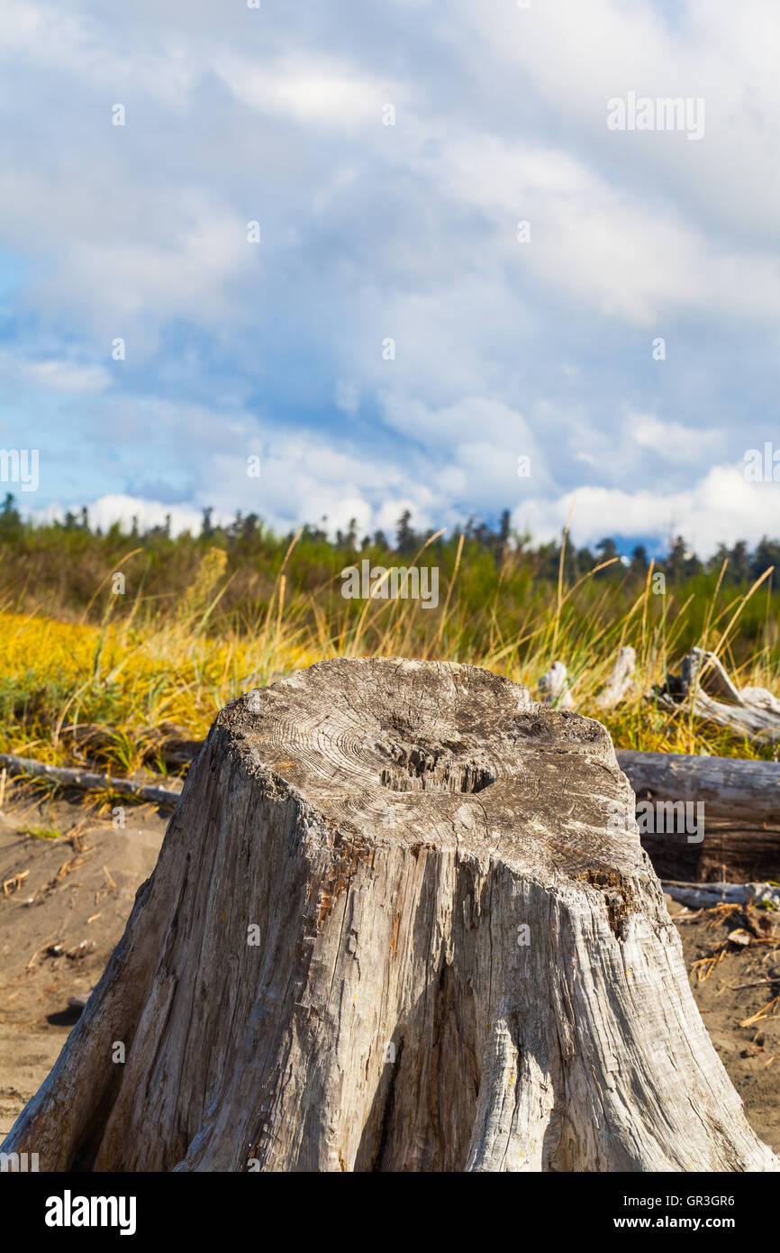 Base of a weathered Western Red Cedar tree washed up on a beach Stock ...