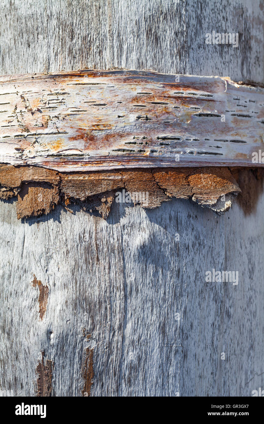 Band of bark remaining on a weathered piece of Birch driftwood washed ...