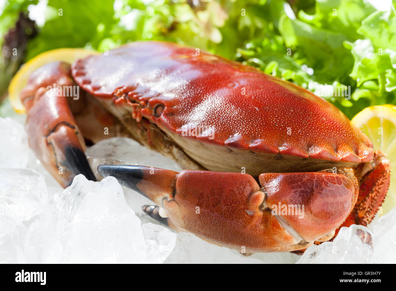 Whole crab hi-res stock photography and images - Alamy