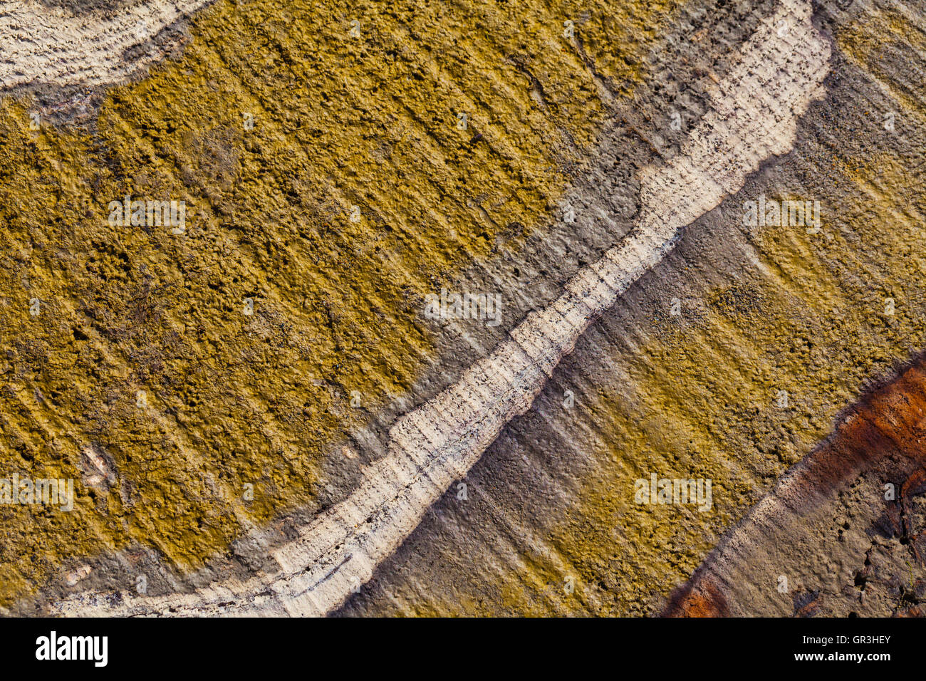 Multi-coloured areas of a decomposing log on a beach Stock Photo - Alamy