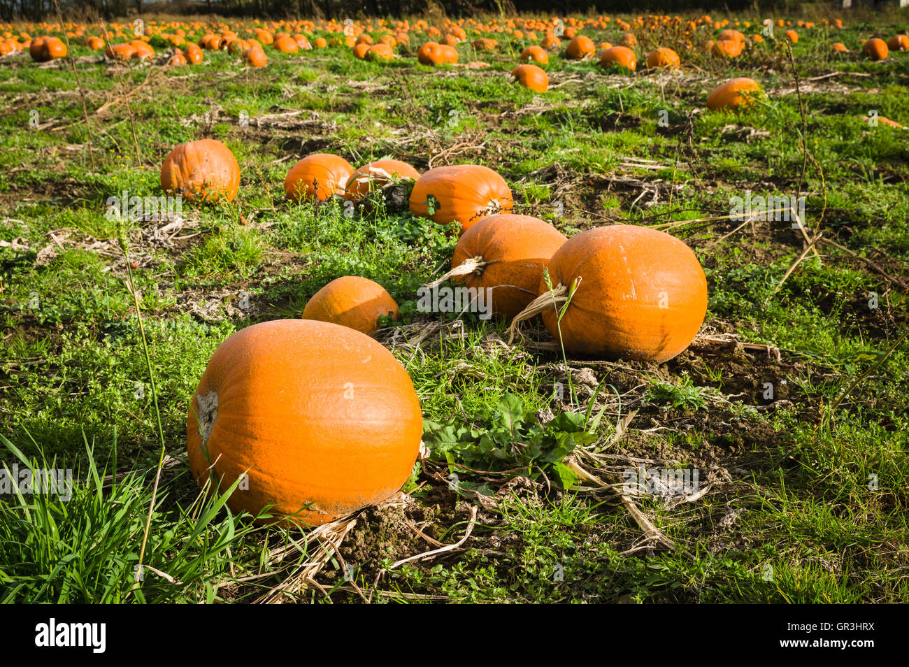 Field full ripe pumpkins hi-res stock photography and images - Alamy