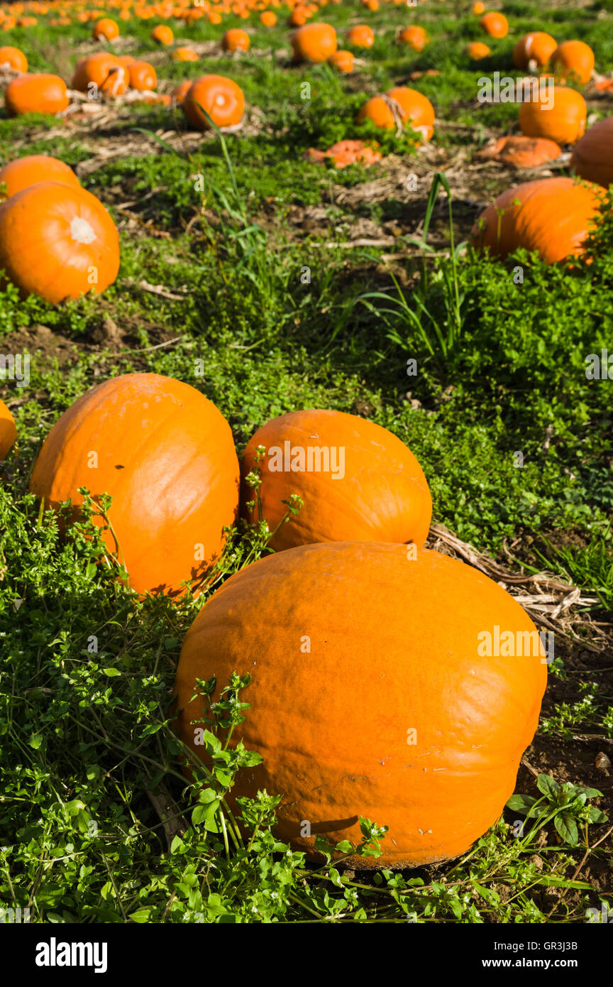 Field of pumpkins Stock Photo - Alamy