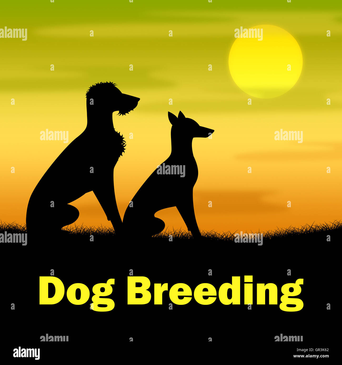 Dog Breeding Representing Offspring Canine And Night Stock Photo - Alamy