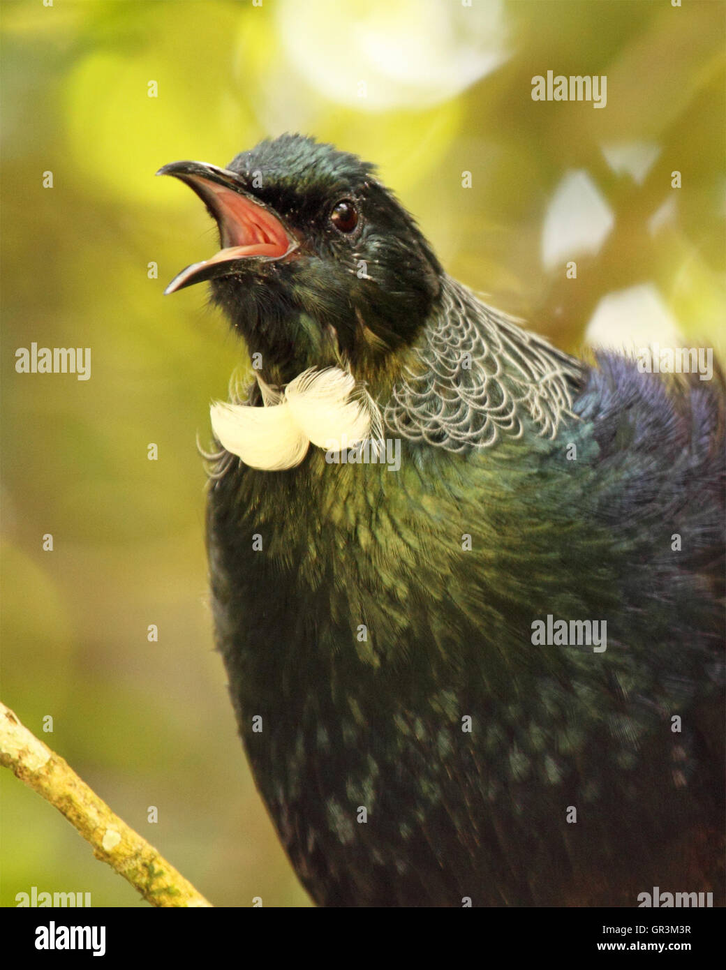 Tui bird call hi-res stock photography and images - Alamy