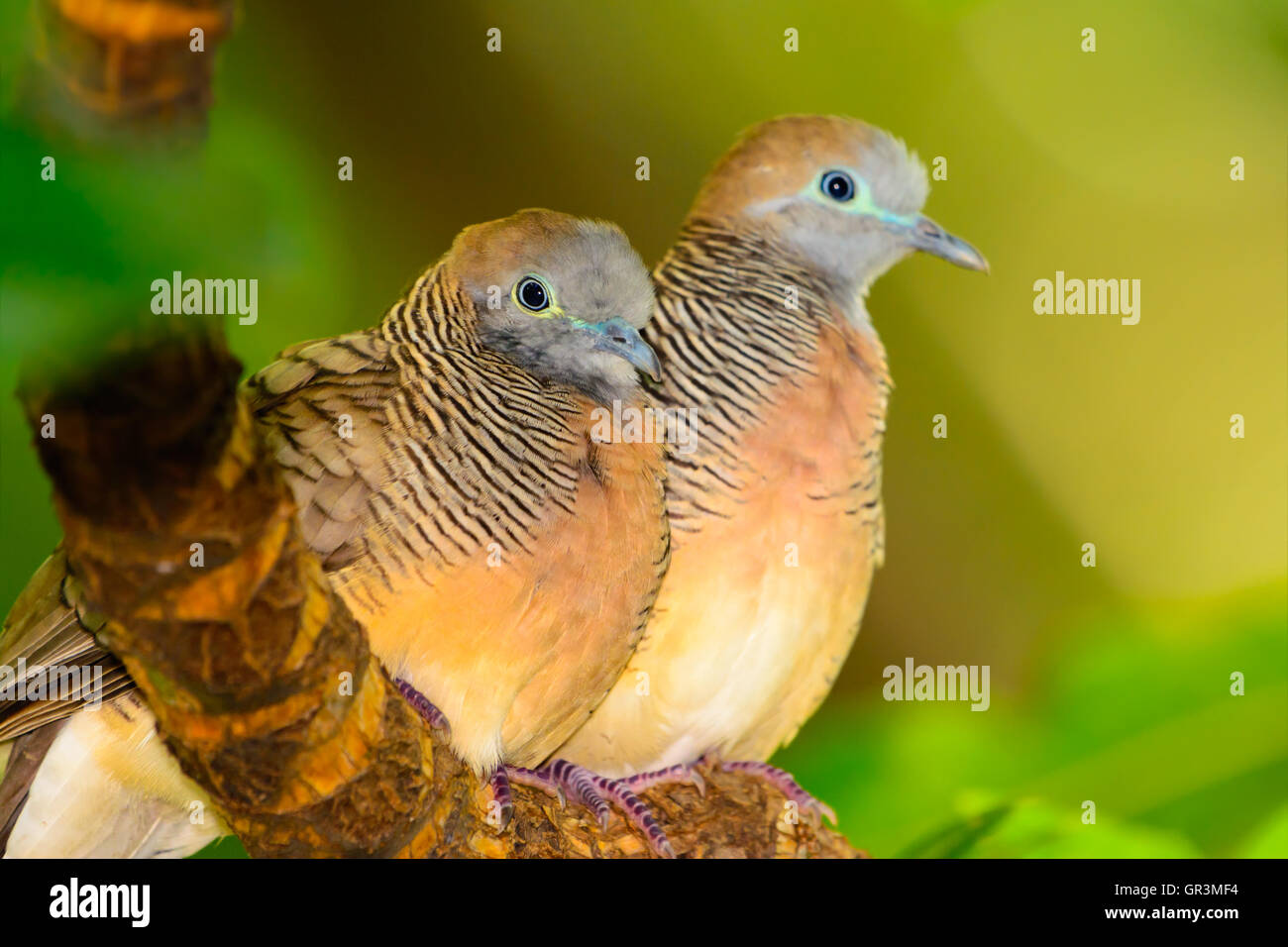 Pair of Peaceful Doves resting on a branch Stock Photo - Alamy