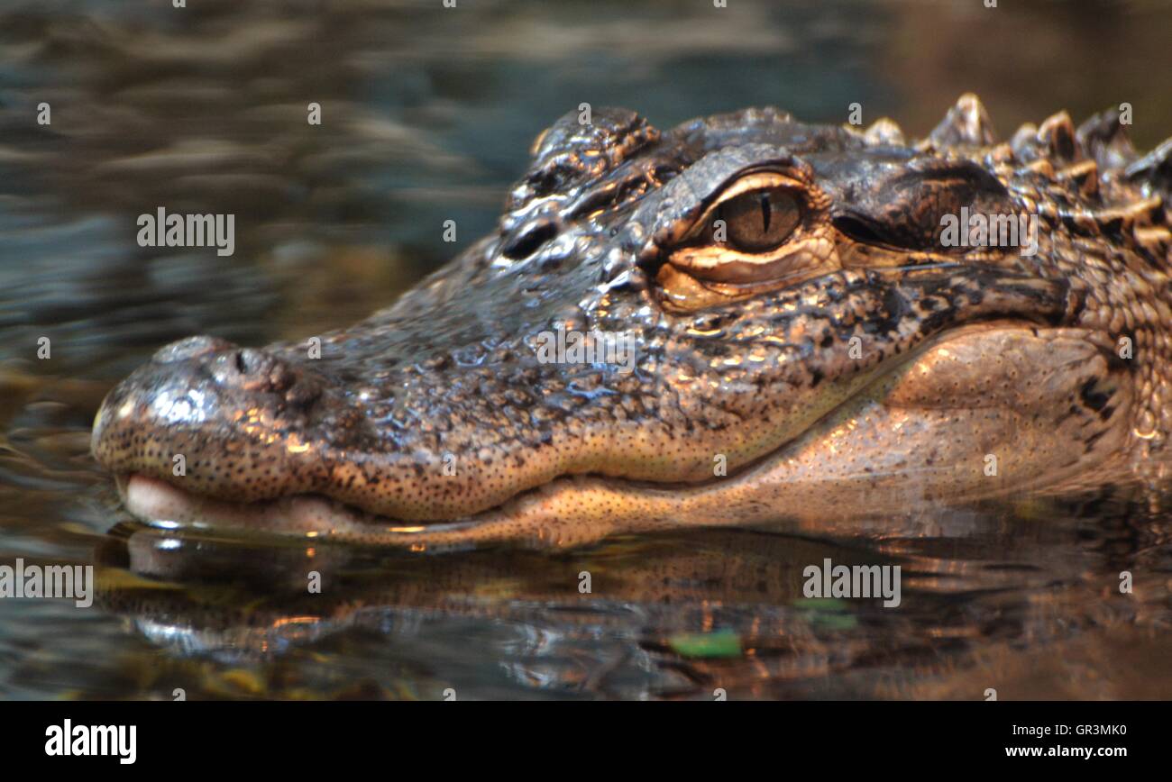 An American alligator (Alligator mississippiensis), in a Florida swamp ...