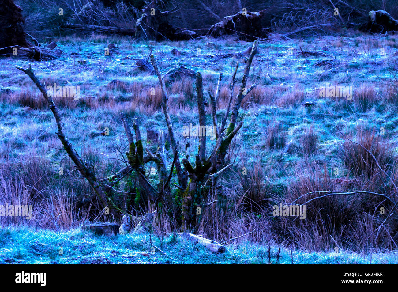 Moors in winter night - blue moon Stock Photo - Alamy