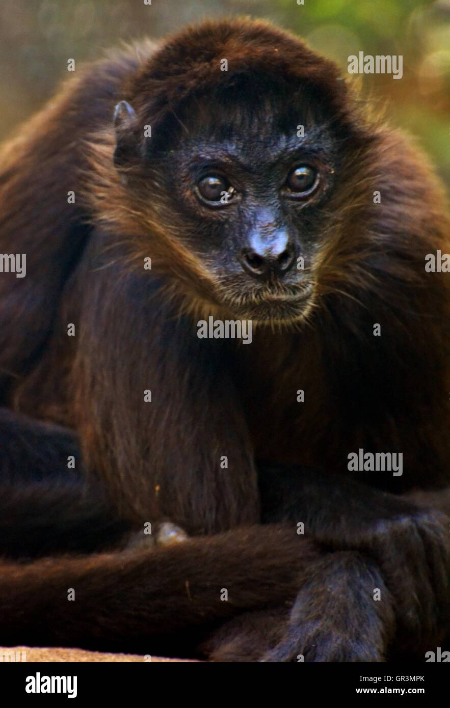 The Spider Monkey (Ateles marginatus), a primate native to Central and ...