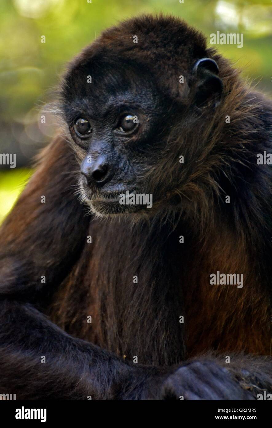 The Spider Monkey (Ateles marginatus), a primate native to Central and ...
