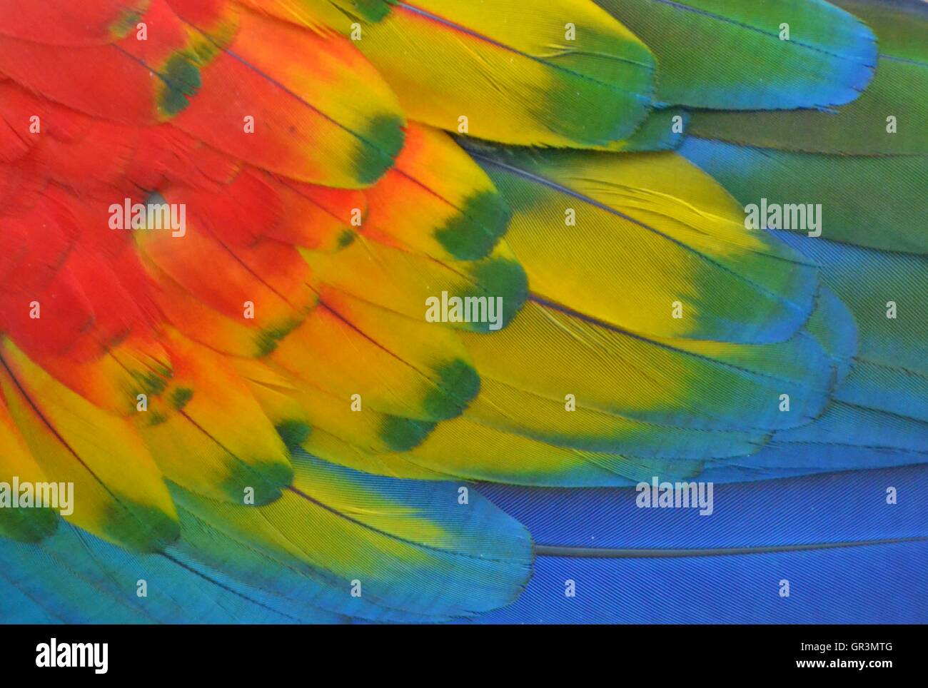Macro photograph of the multi-colored feathers of a Scarlet Macaw ...