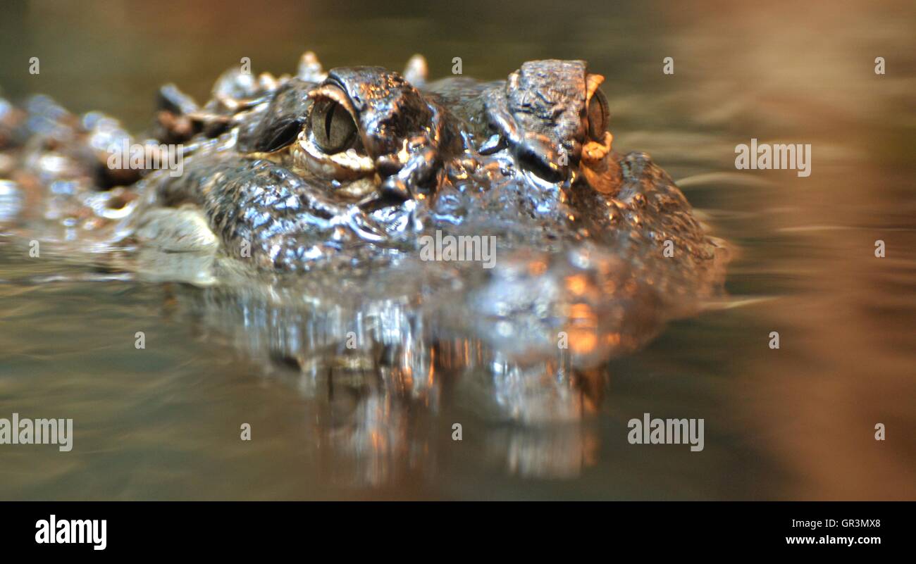 An American alligator (Alligator mississippiensis), in a Florida swamp ...