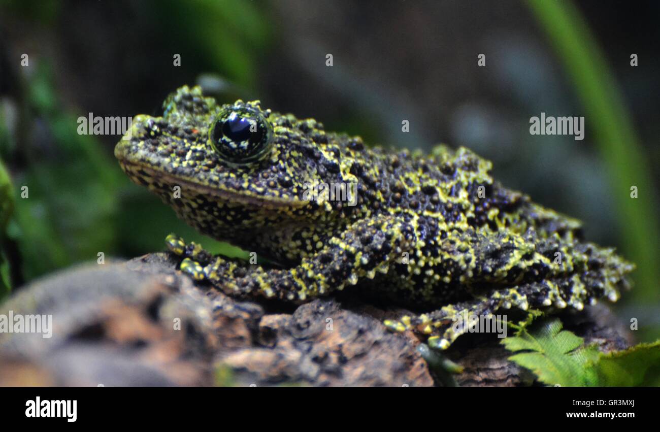 Vietnam frog hi-res stock photography and images - Alamy