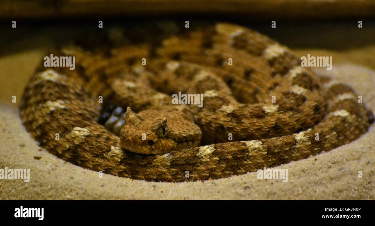 Desert snake sidewinder hi-res stock photography and images - Alamy