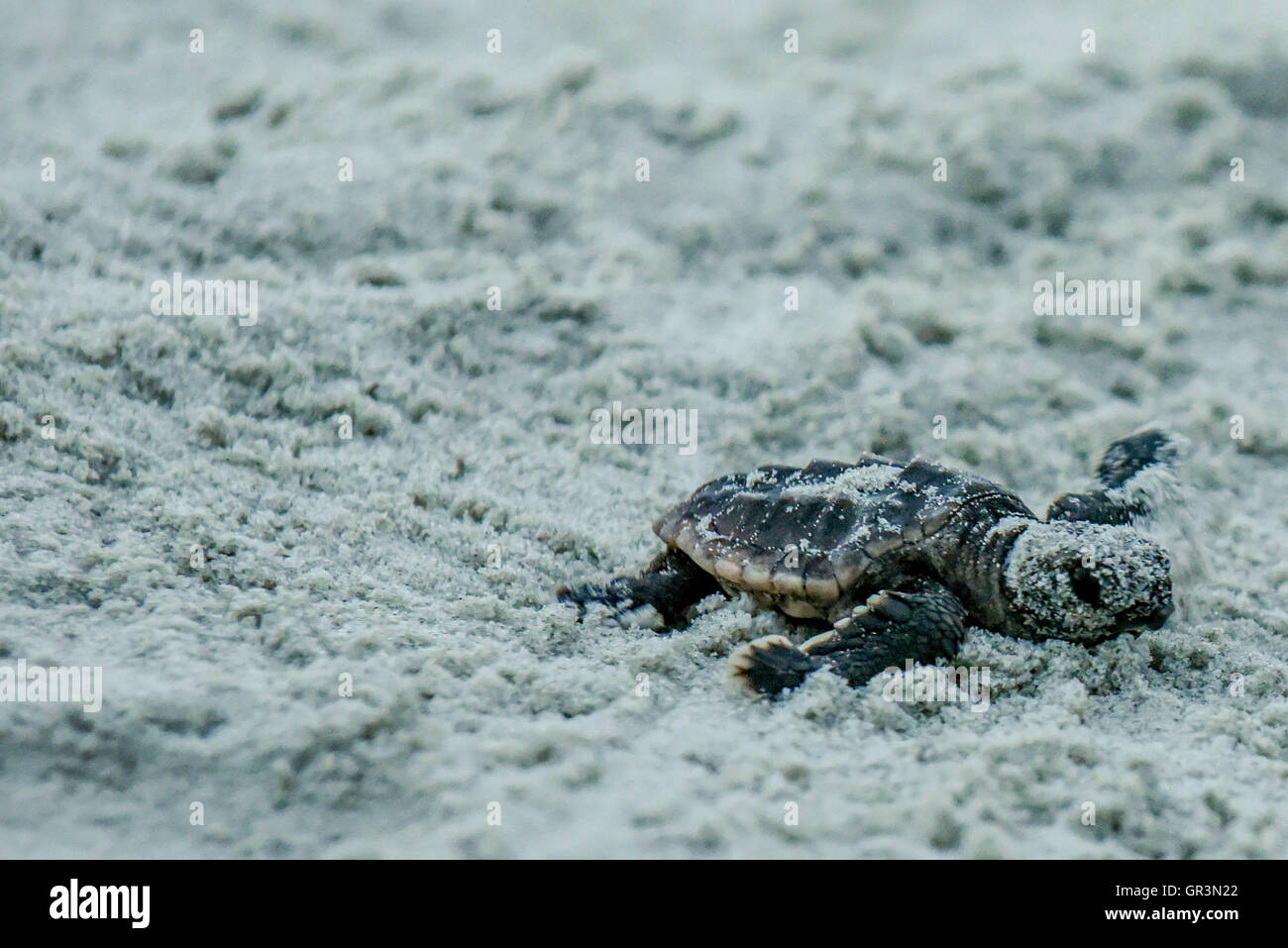Hatching sea turtle hi-res stock photography and images - Alamy