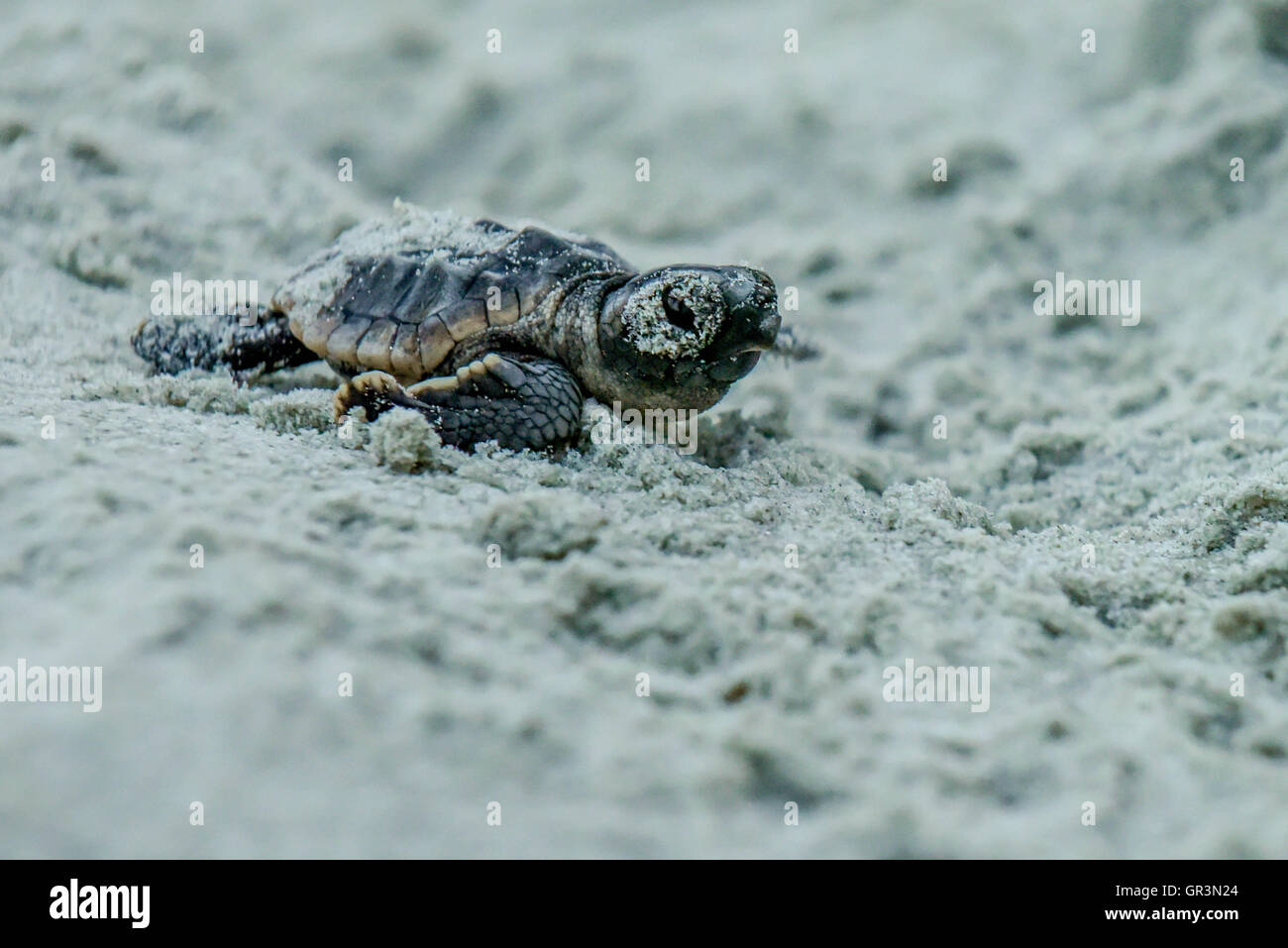 Loggerhead sea turtle north carolina hi-res stock photography and ...