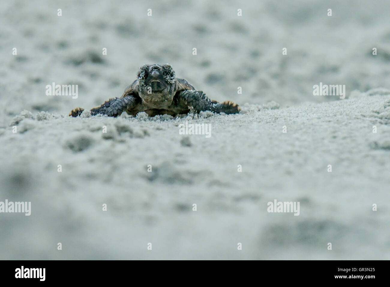 Baby Loggerhead turtle hatching - Caretta caretta | North Carolina ...