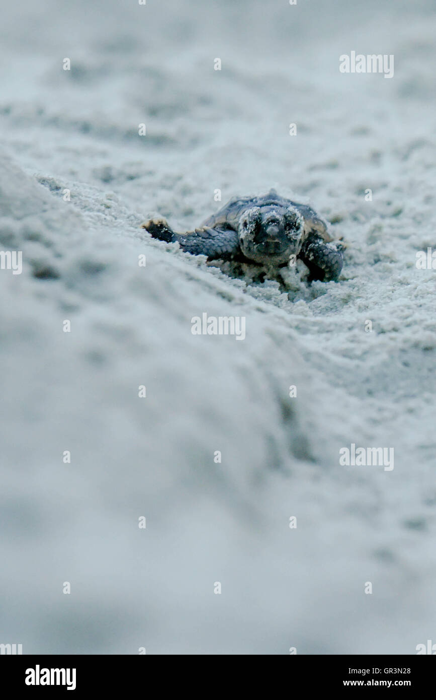 Baby Loggerhead turtle hatching - Caretta caretta | North Carolina ...