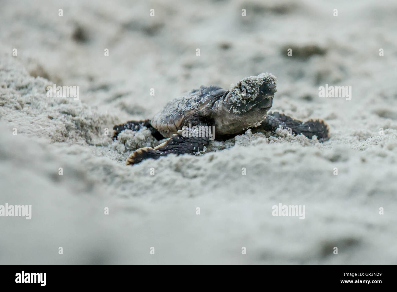 Sea Turtles Hatching In Nc