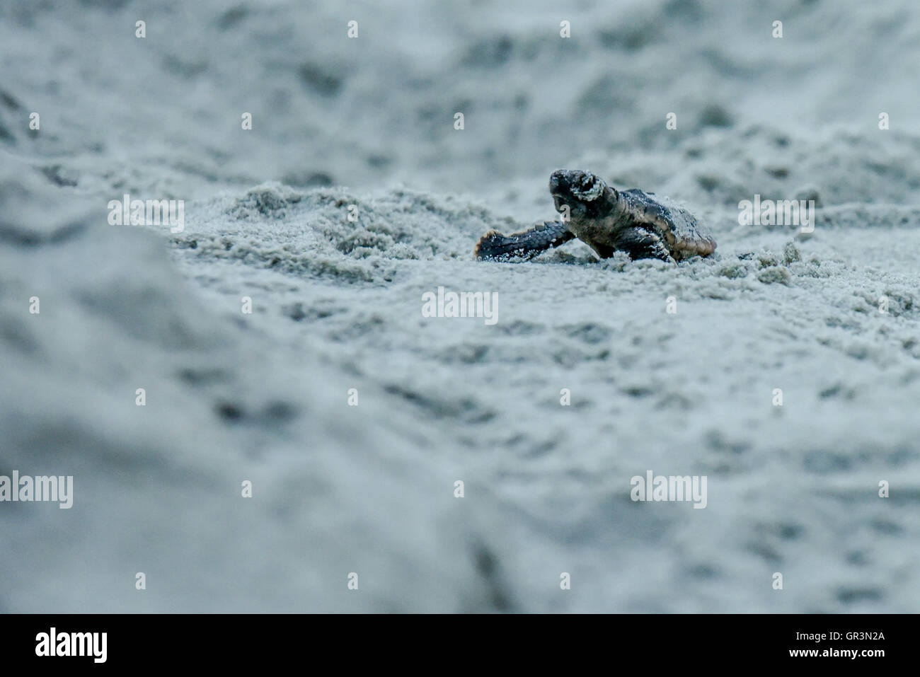 Baby Loggerhead turtle hatching - Caretta caretta | North Carolina ...