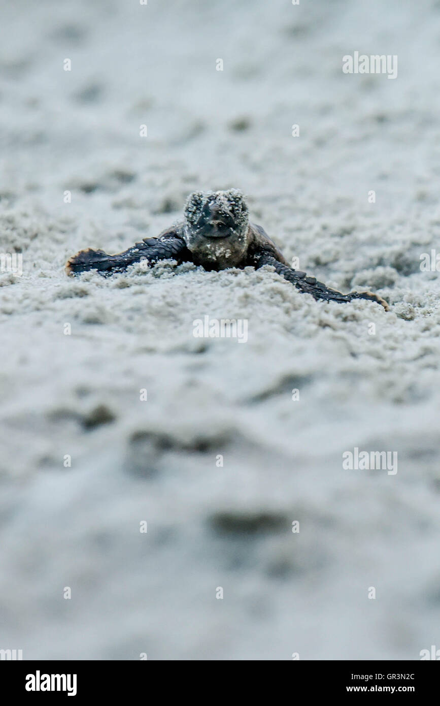 Baby Loggerhead turtle hatching - Caretta caretta | North Carolina ...