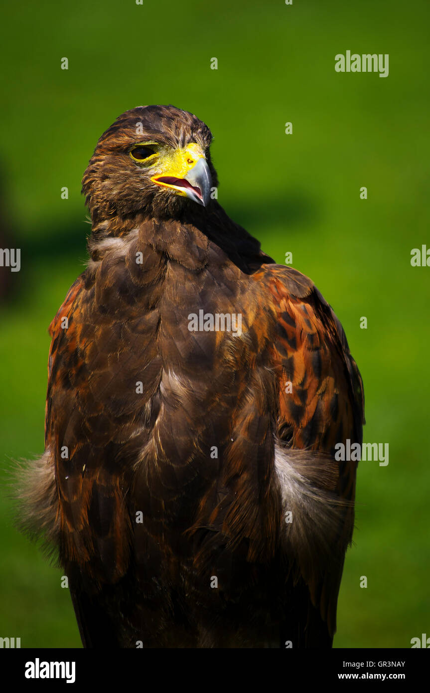 Close up portrait of raptor bird Stock Photo - Alamy
