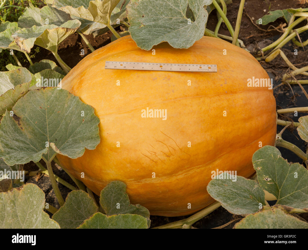 Ripe giant pumpkin Stock Photo - Alamy