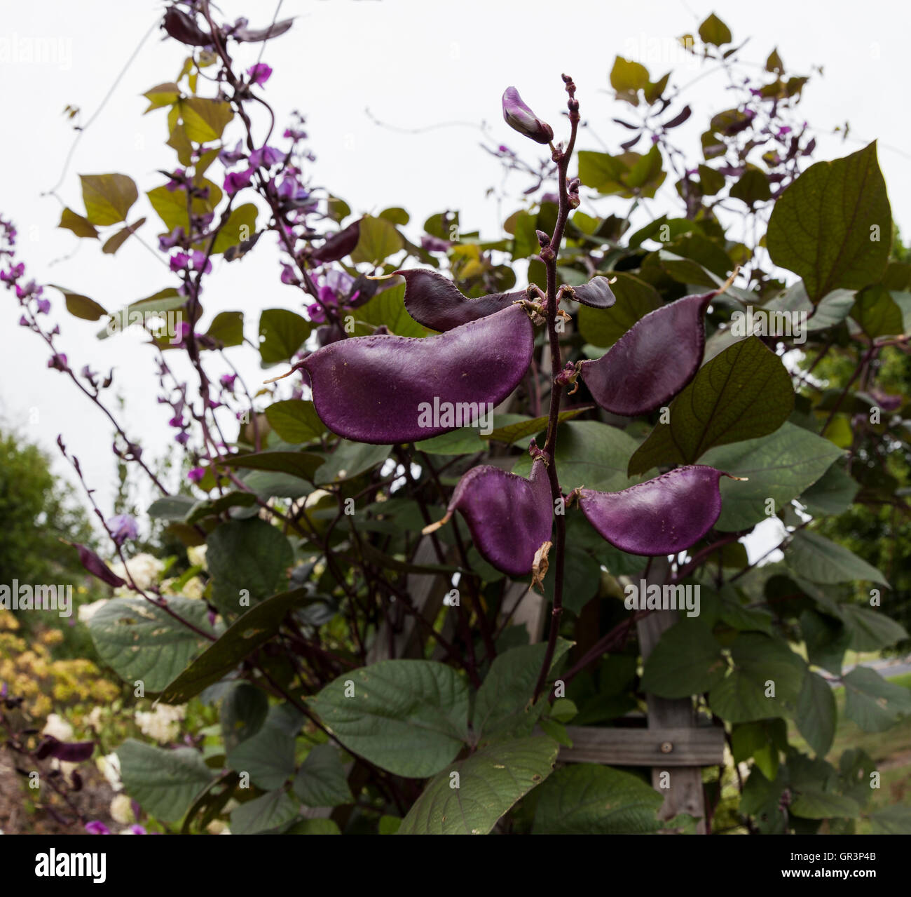Purple Hyacinth beans vine Stock Photo - Alamy