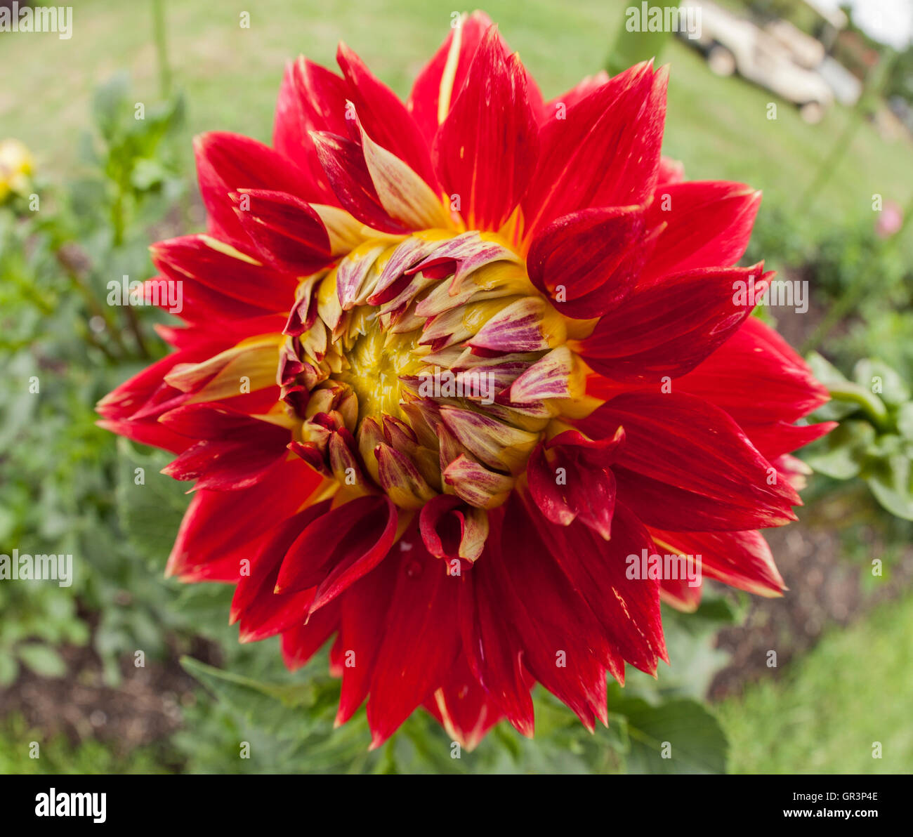 Blooming dalia flower Stock Photo - Alamy