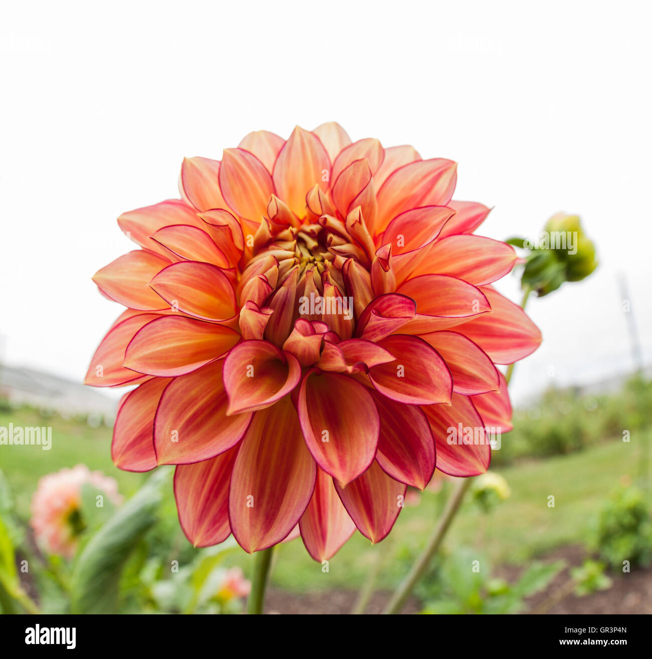 Blooming dalia flower Stock Photo - Alamy