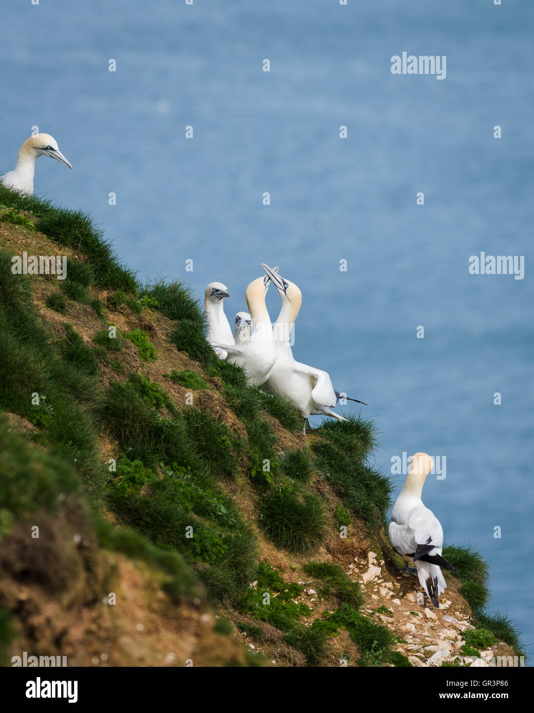 Gannets are seabirds comprising the genus Morus Stock Photo - Alamy