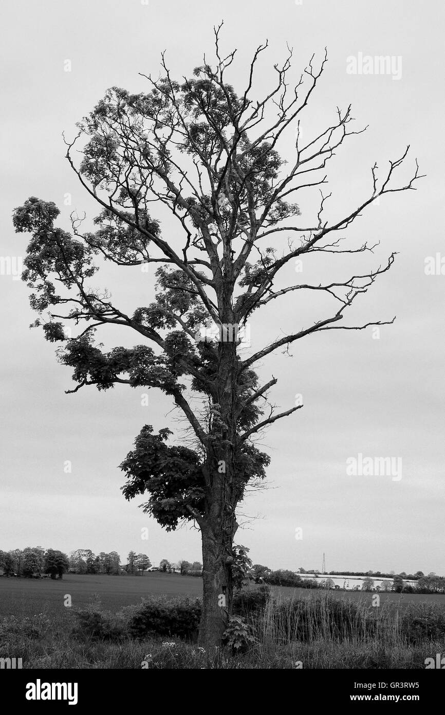 Yorkshire tree landscape Black and White Stock Photos & Images - Alamy