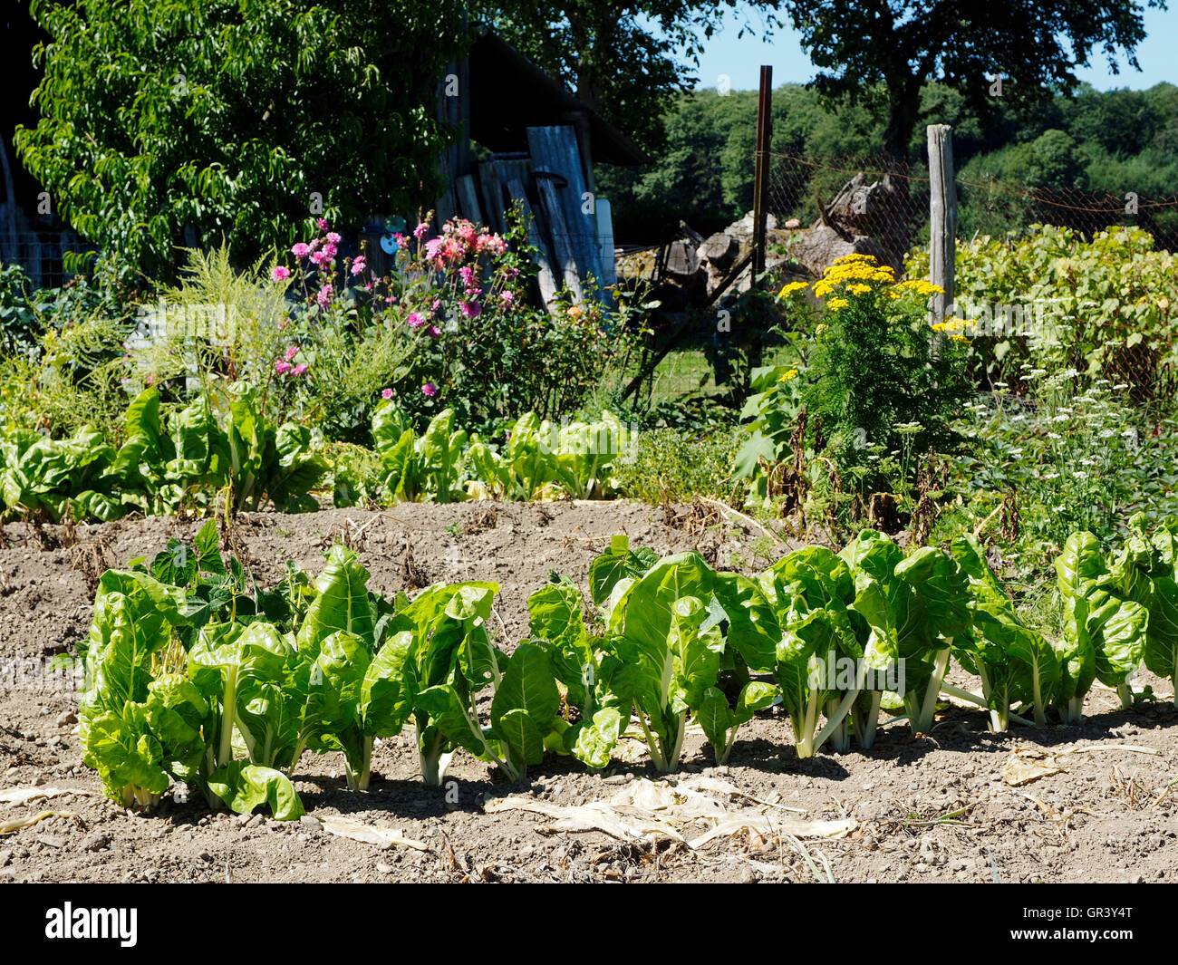 A well kept kitchen garden in rural Normandy with a good crop of silver ...