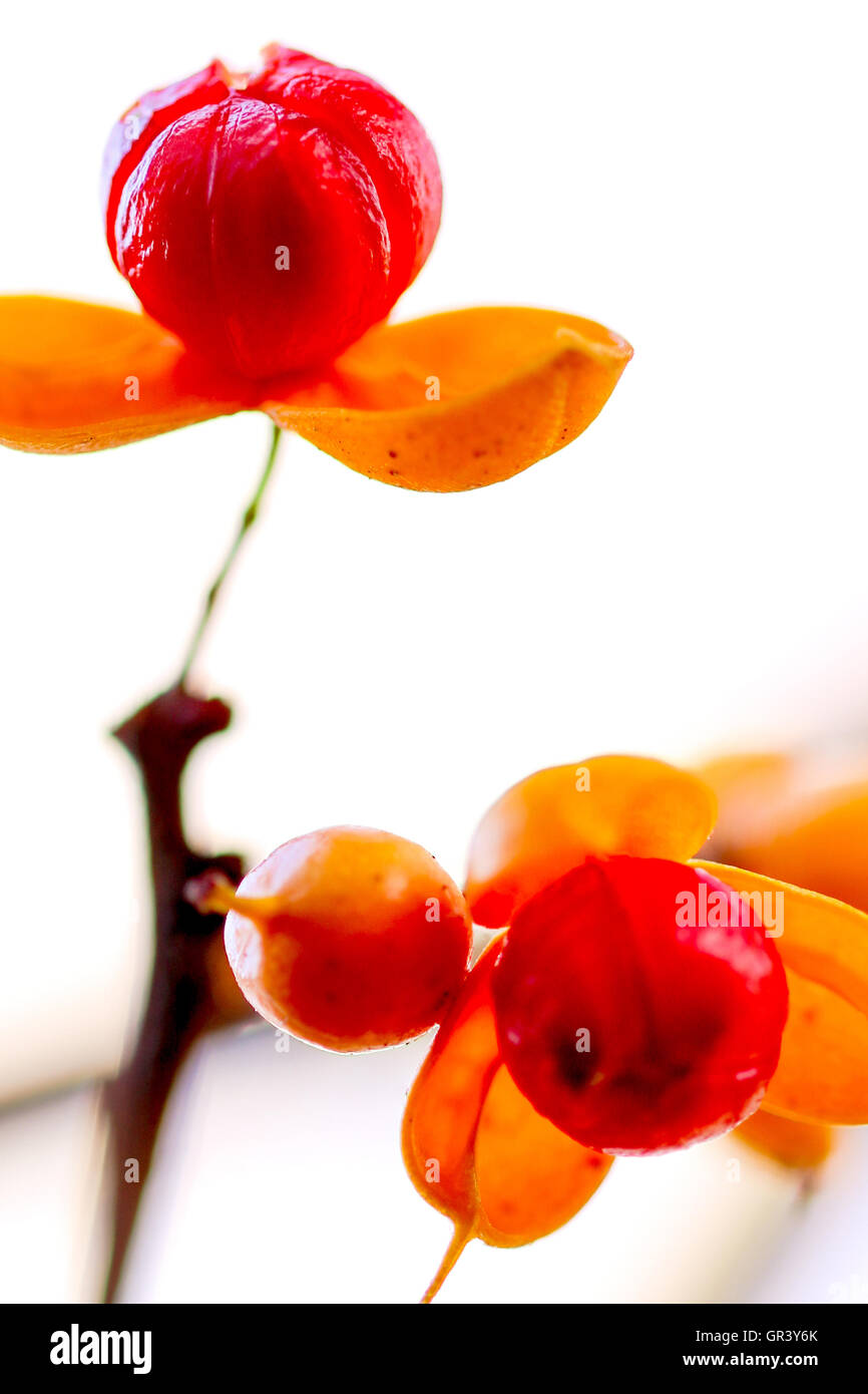 Berry seed pods opening up Stock Photo - Alamy