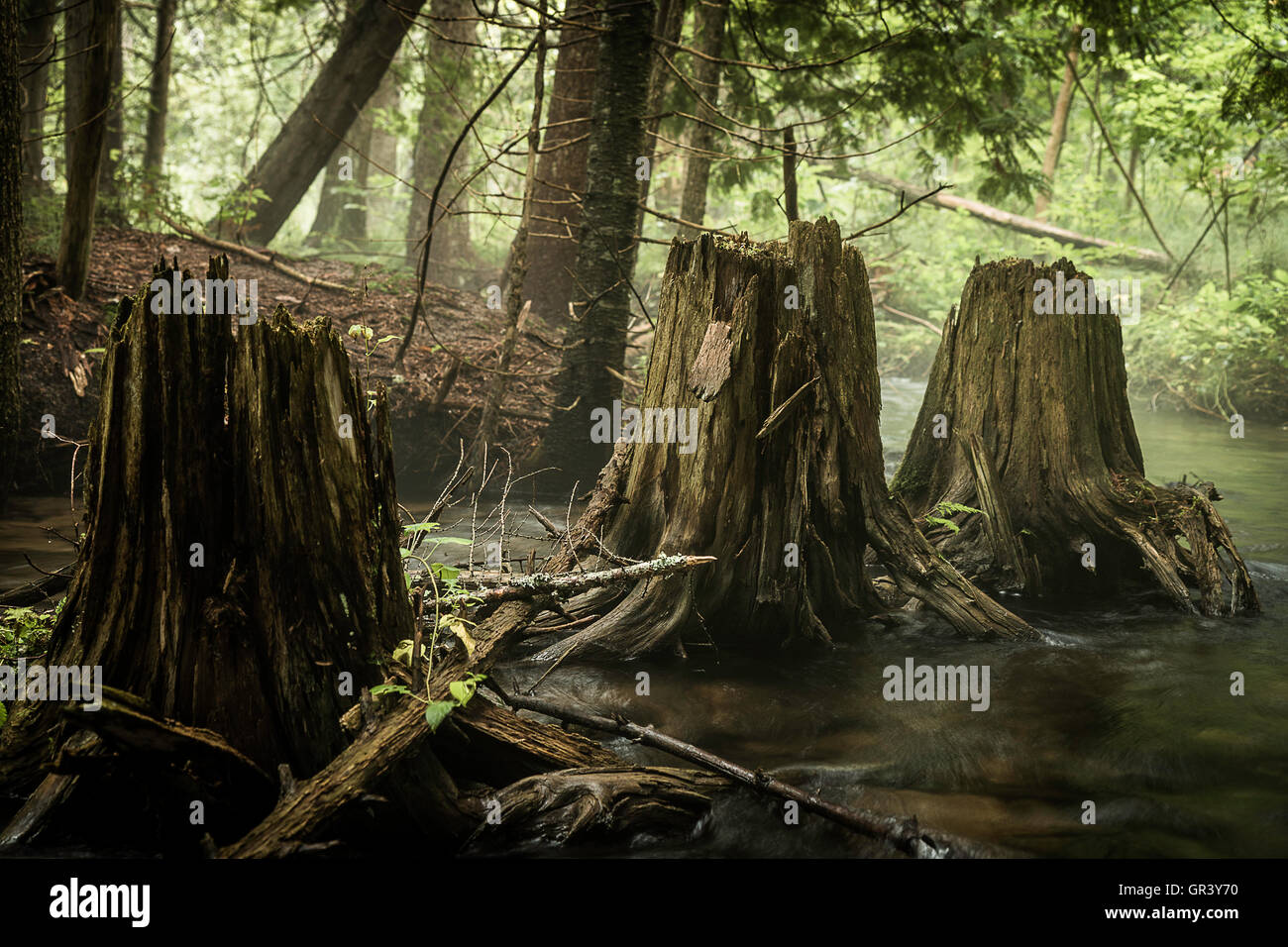 Jungle bridges and plants hi-res stock photography and images - Alamy