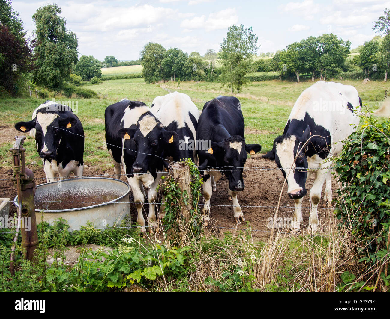 Farm water trough hi-res stock photography and images - Alamy