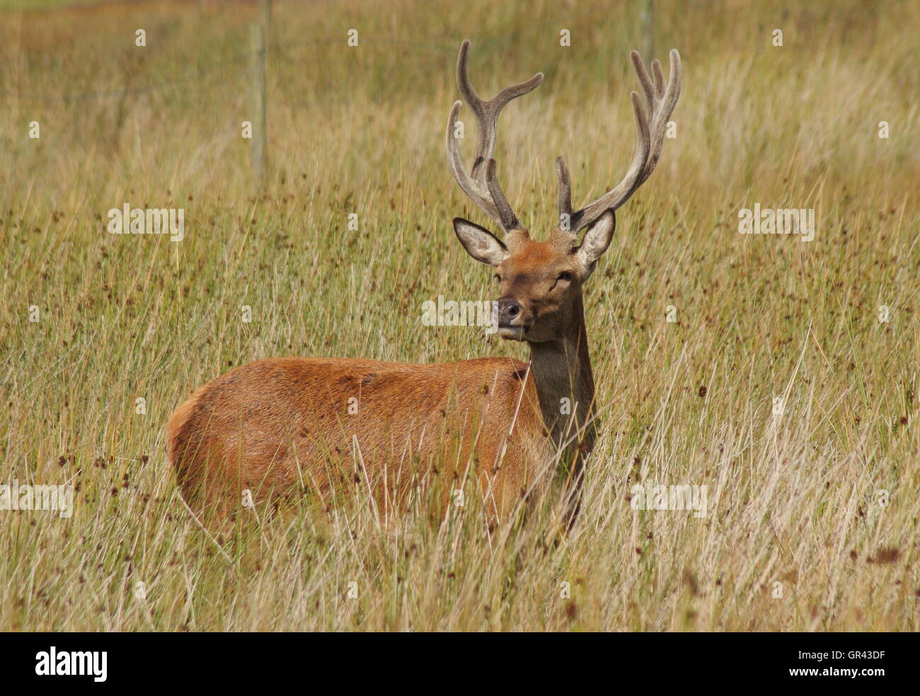 Eastern moors sheffield deer hi-res stock photography and images - Alamy