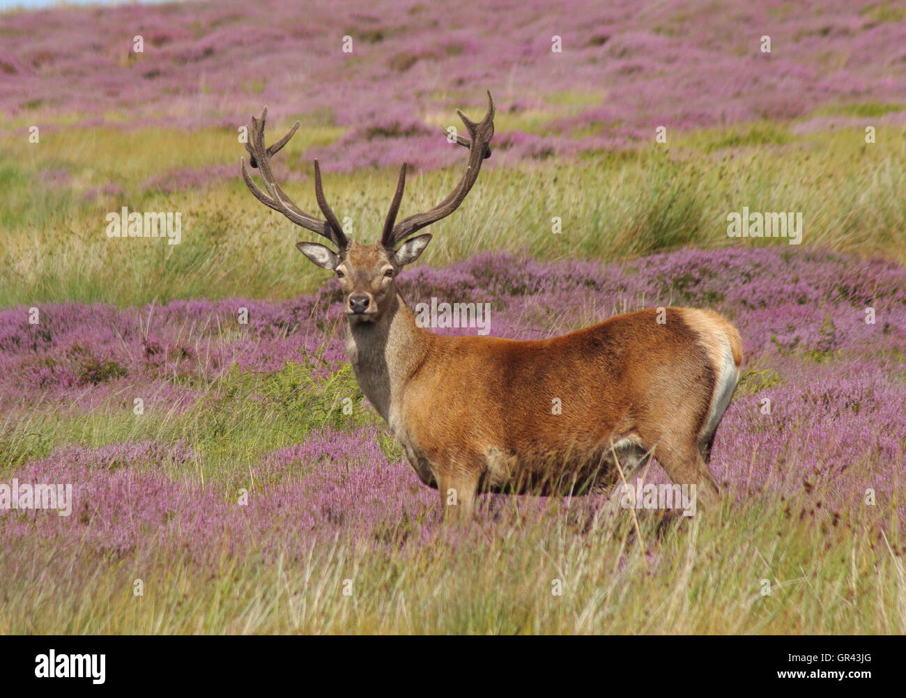 A wild male red deer (cervus elaphus) on the Eastern Moors in the Peak ...