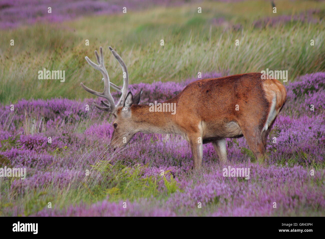 Sheffield deer hi-res stock photography and images - Alamy