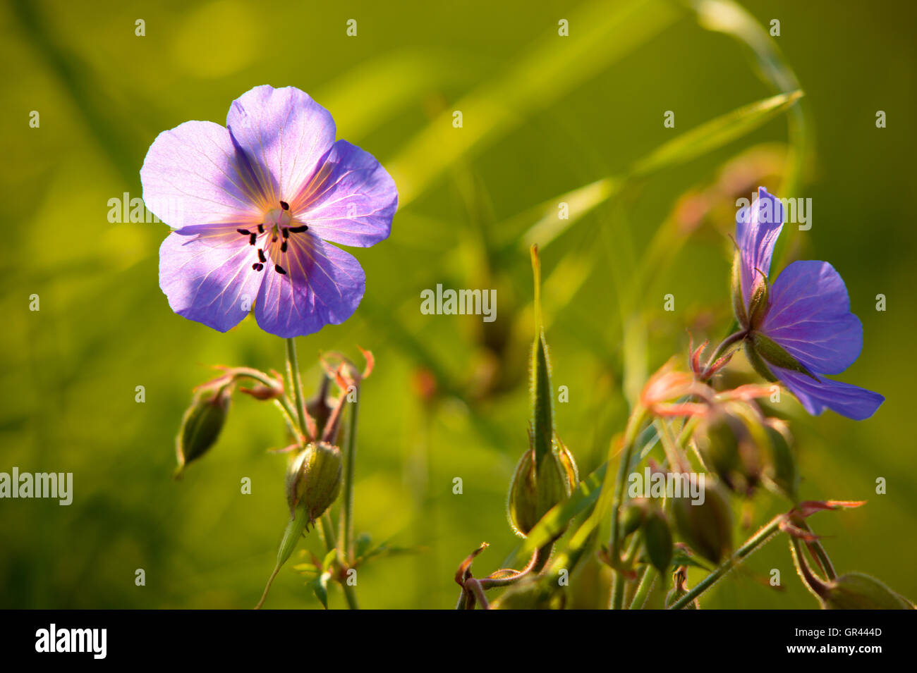 Geraniums flowering hi-res stock photography and images - Alamy