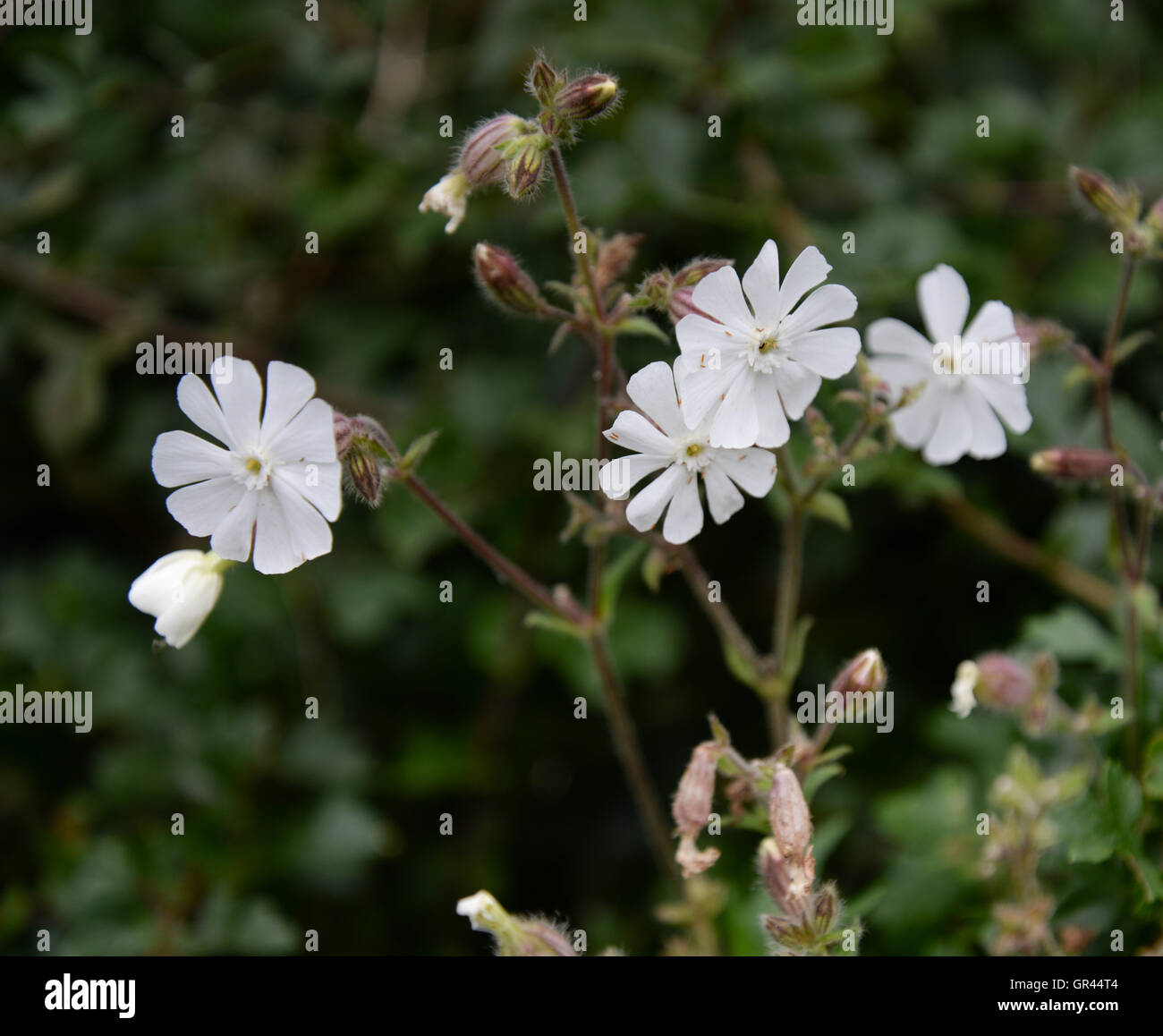 White campion flower hi-res stock photography and images - Alamy