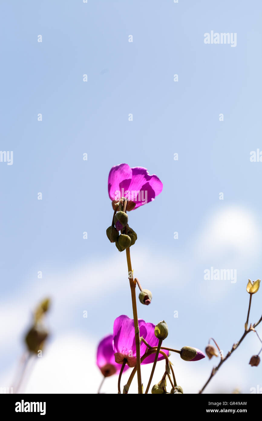 Calandrinia hi-res stock photography and images - Alamy