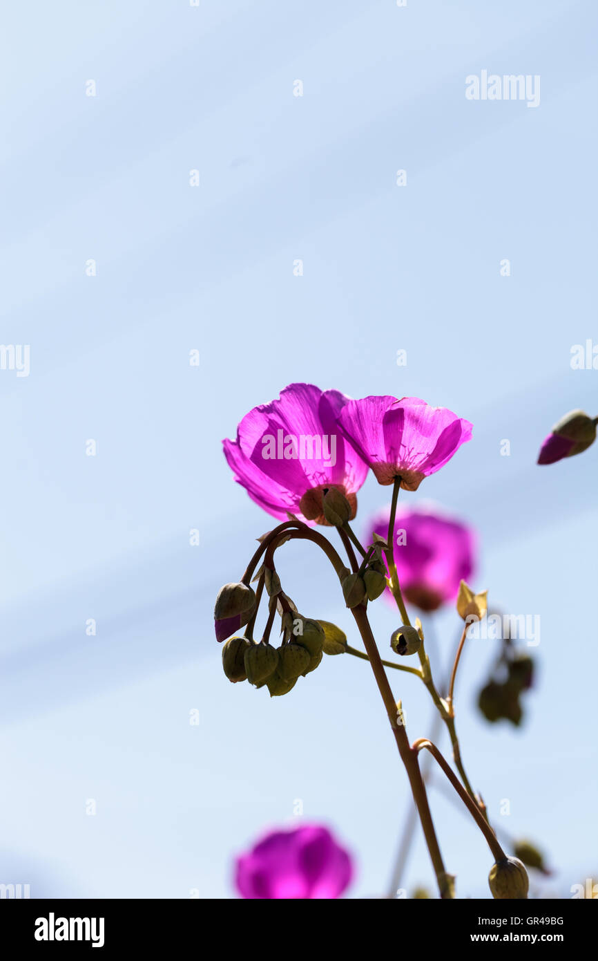 Bright pink flowers of rock purslane flower Calandrinia grandiflora ...