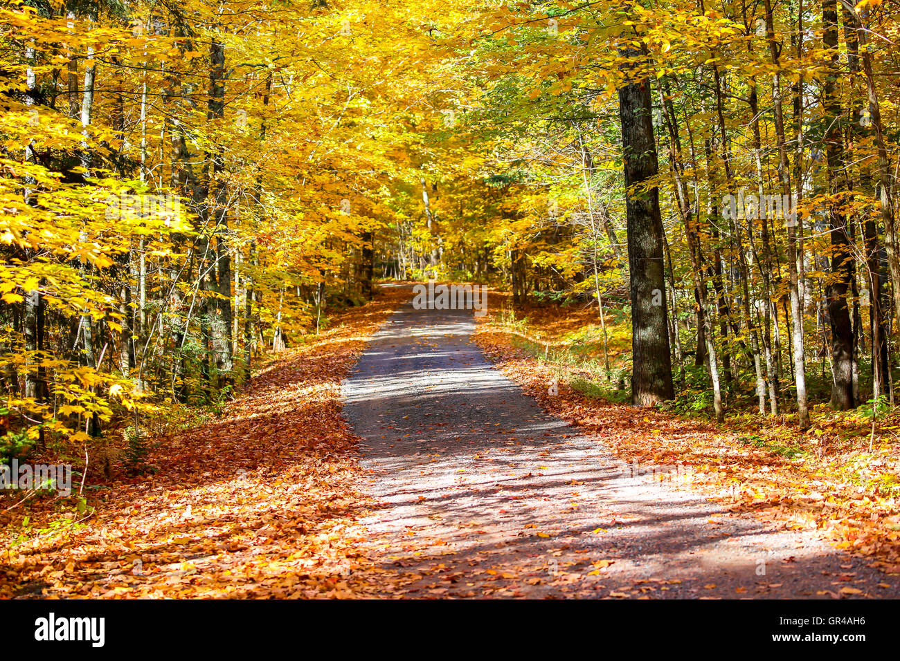 Forest road surrounded colorful trees hi-res stock photography and ...